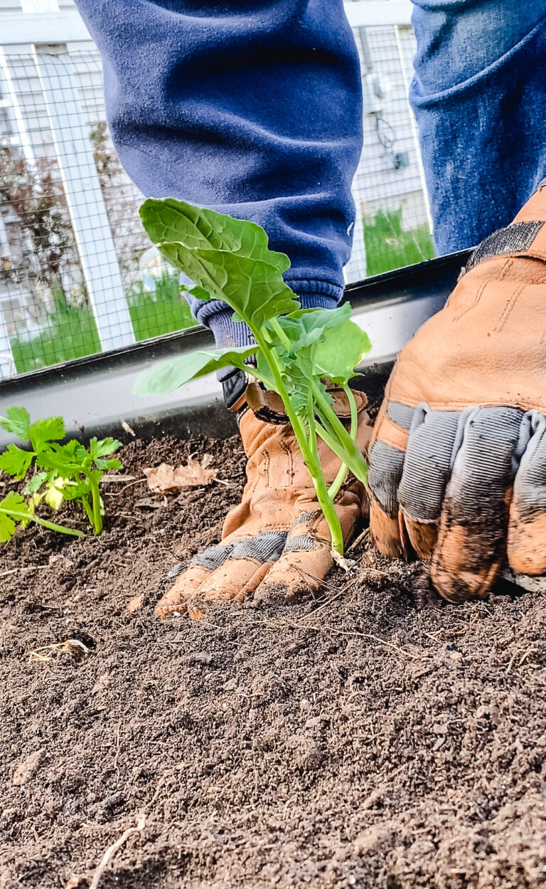 Early Spring Vegetables: What to Grow and How to Prepare Your Garden ...