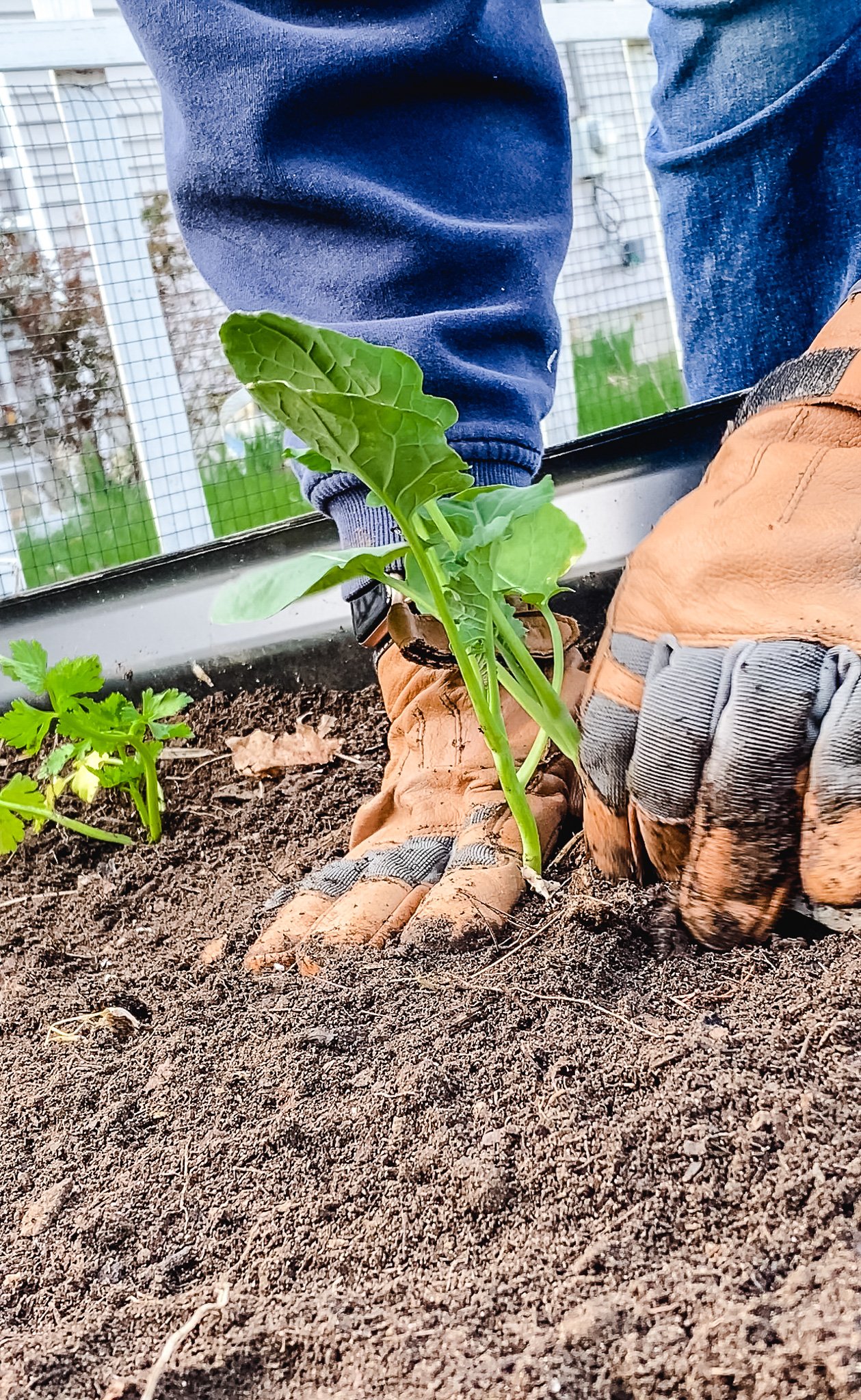Early Spring Vegetables: What to Grow and How to Prepare Your Garden ...