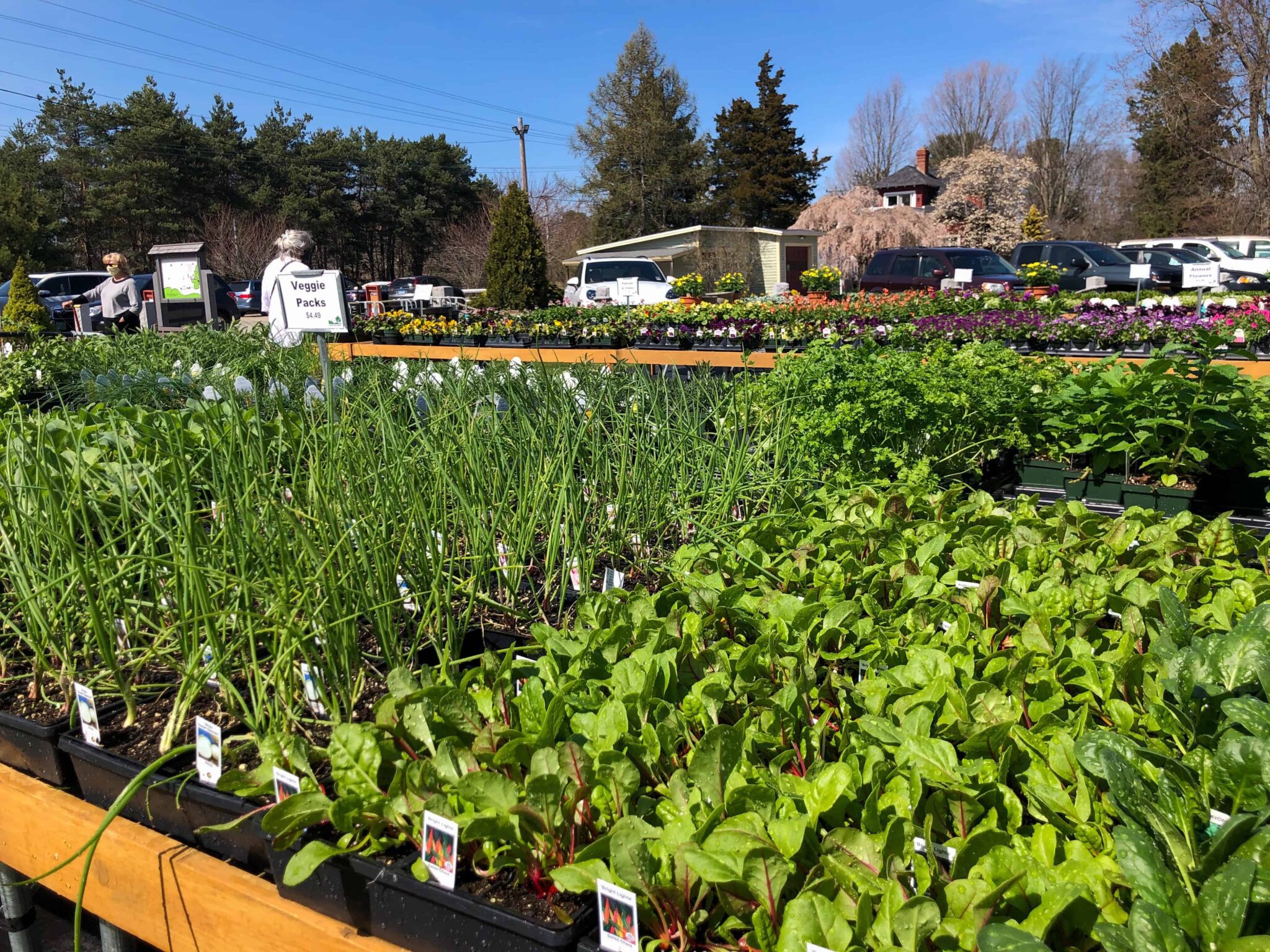 Early Spring Vegetables: What to Grow and How to Prepare Your Garden ...