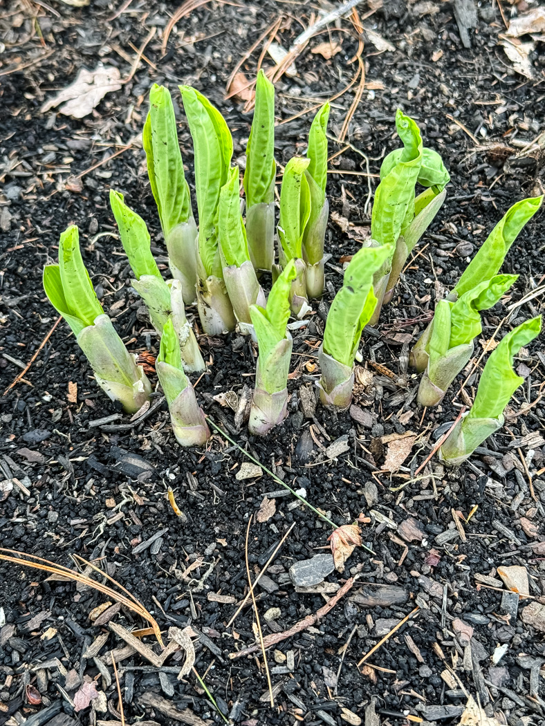 How to Divide Hostas in Spring: A Step-by-Step Guide for Lush, Free ...