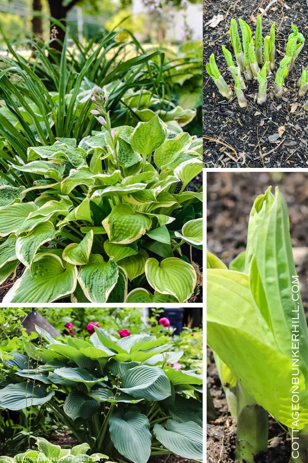 How to Divide Hostas in Spring: A Step-by-Step Guide for Lush, Free ...