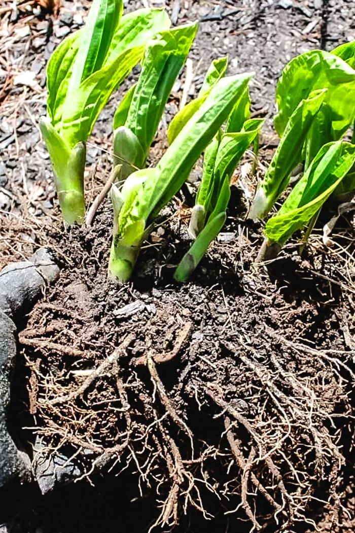 How to Divide Hostas in Spring: A Step-by-Step Guide for Lush, Free ...