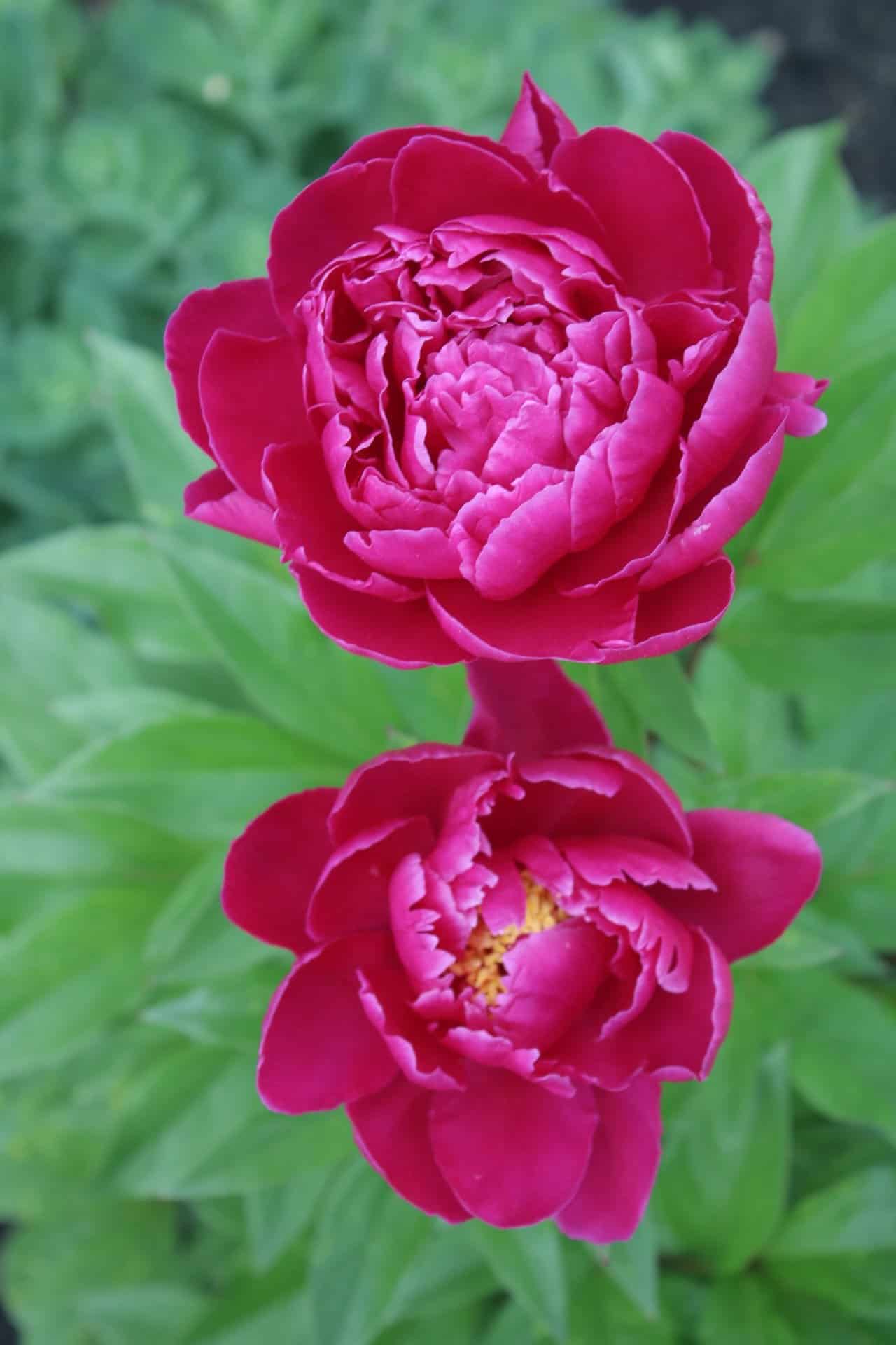 June Garden Tour - Cottage On Bunker Hill