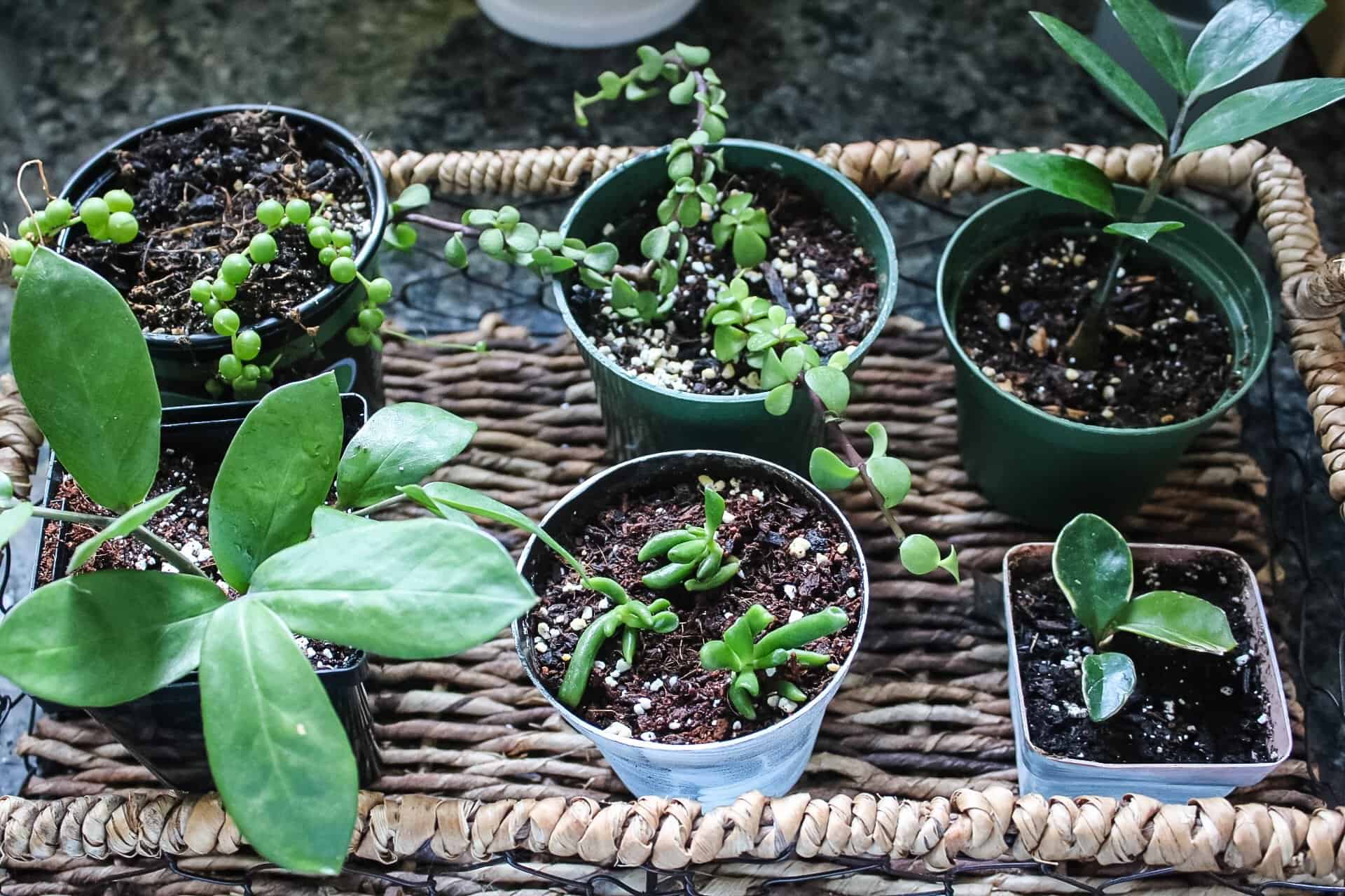 Easy Ways To Propagate Plants - Cottage On Bunker Hill
