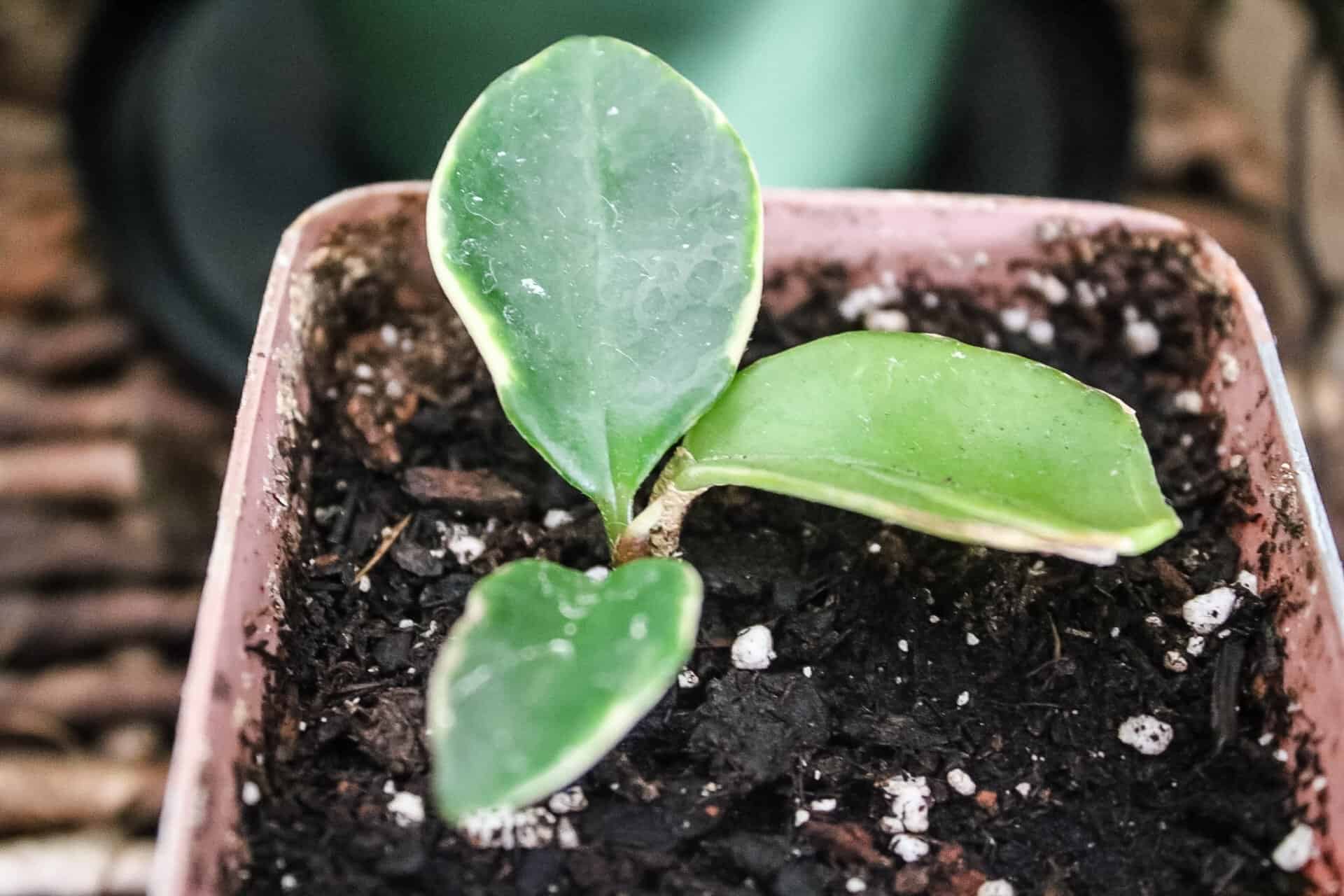 Easy Ways To Propagate Plants - Cottage On Bunker Hill