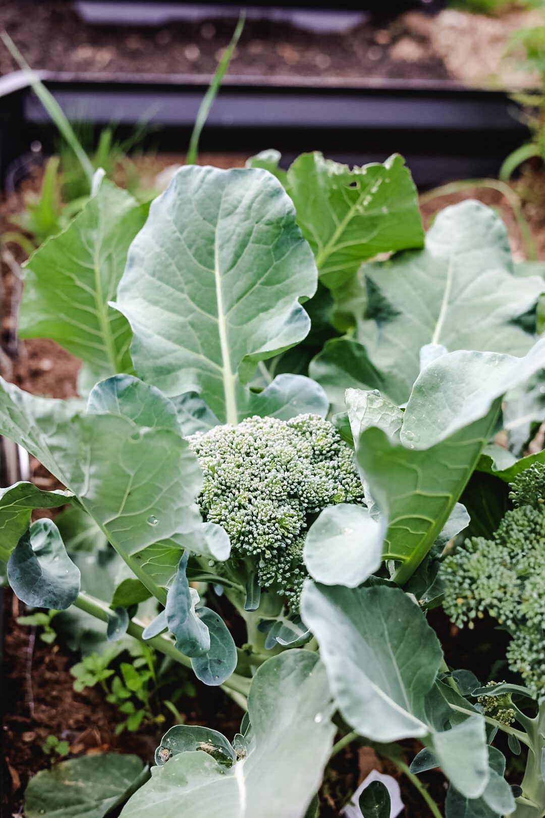 Early Spring Vegetables: What to Grow and How to Prepare Your Garden ...