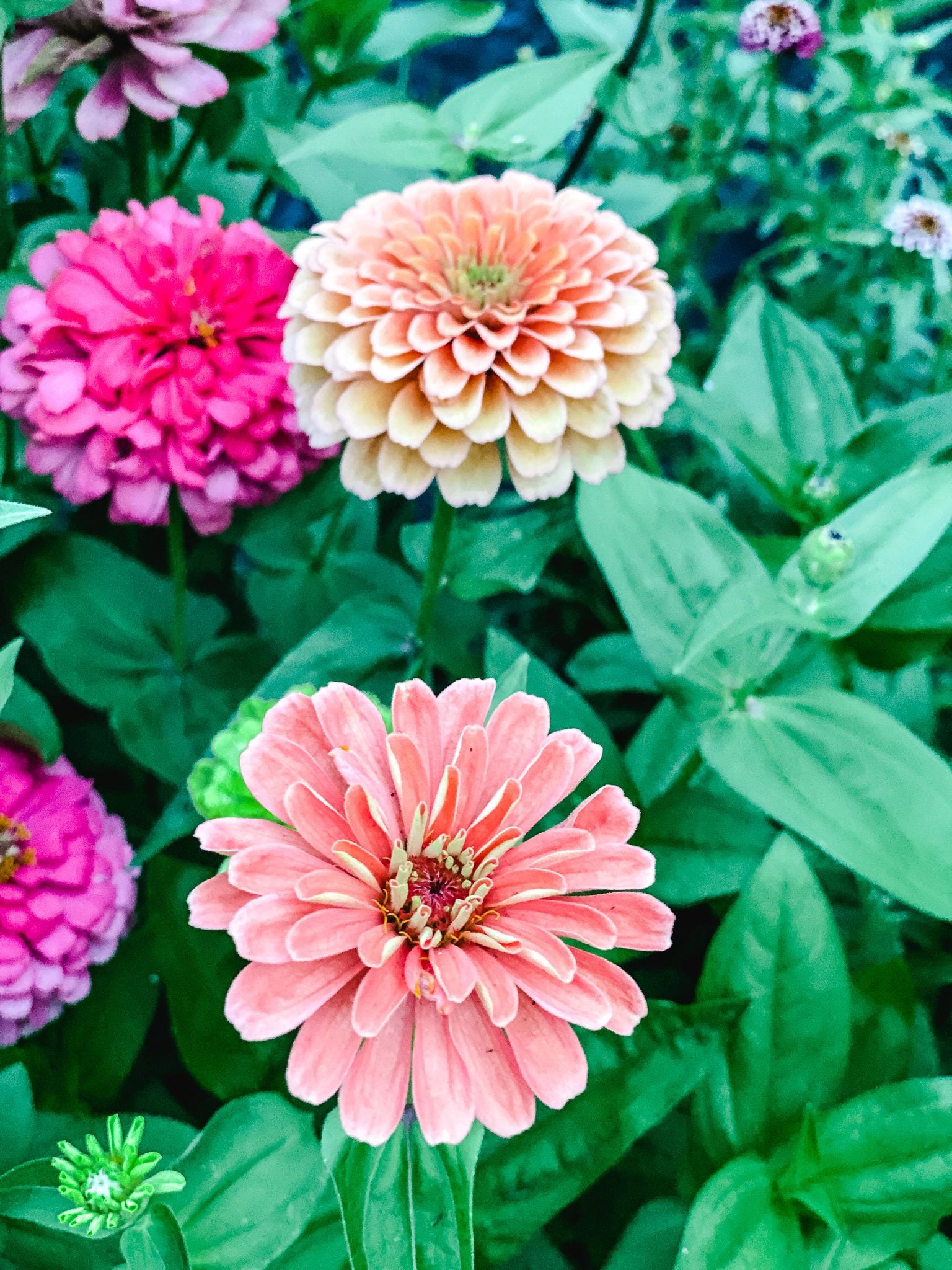 A Guide to Growing Zinnias for Beginners: Easy Steps to Success ...