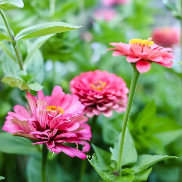A Guide to Growing Zinnias: Best Varieties & Care Tips - Cottage On ...
