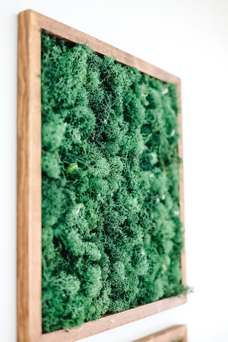 Moss Mania: DIY Projects for Every Home - Cottage On Bunker Hill