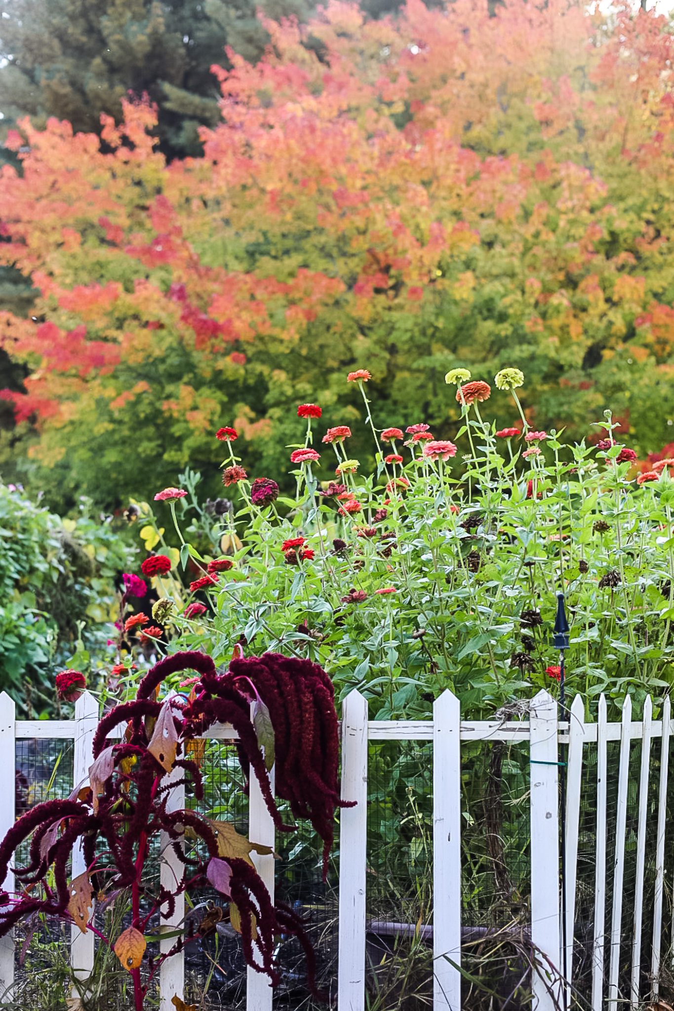 October in the Garden - Cottage On Bunker Hill