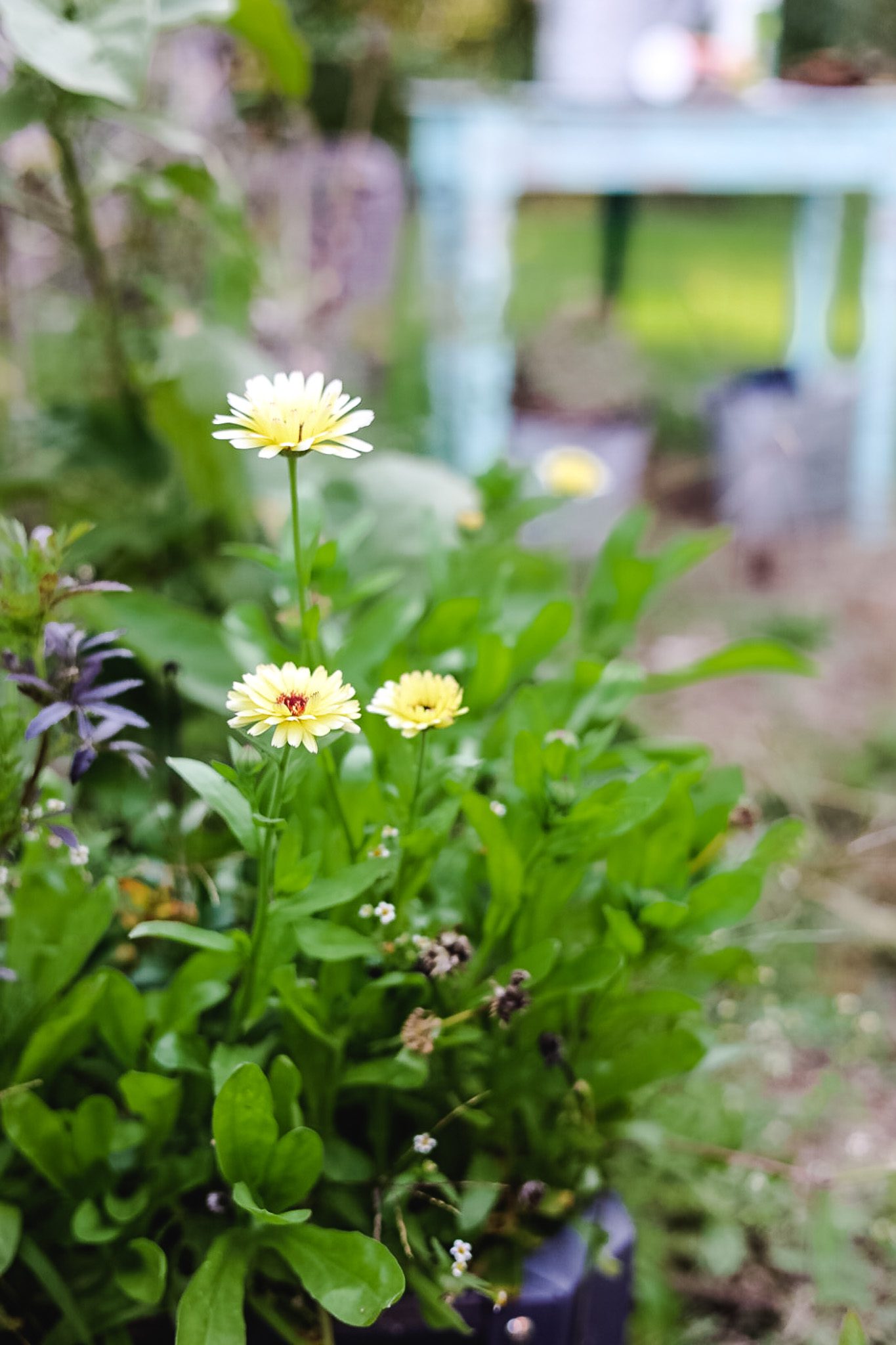 Gorgeous Blooms from My Garden: Best Cut Flowers to Grow Yourself ...