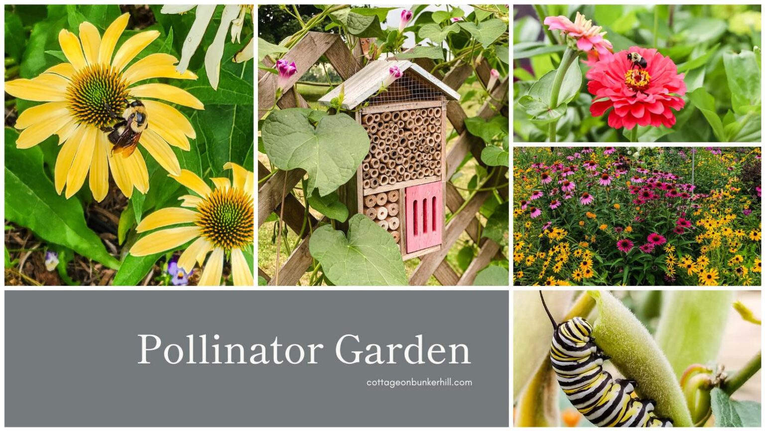 Plant a Pollinator Garden in New England: Tips for Creating a Buzzing ...