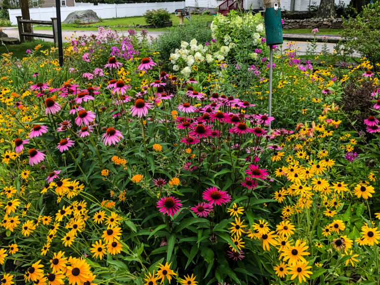 Plant a Pollinator Garden in New England: Tips for Creating a Buzzing Habitat - Cottage On ...