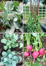 Early Spring Vegetables: What to Grow and How to Prepare Your Garden ...
