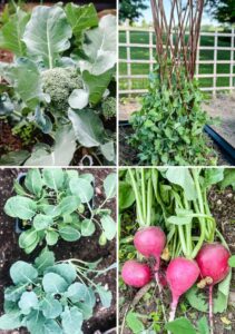 Early Spring Vegetables: What to Grow and How to Prepare Your Garden ...