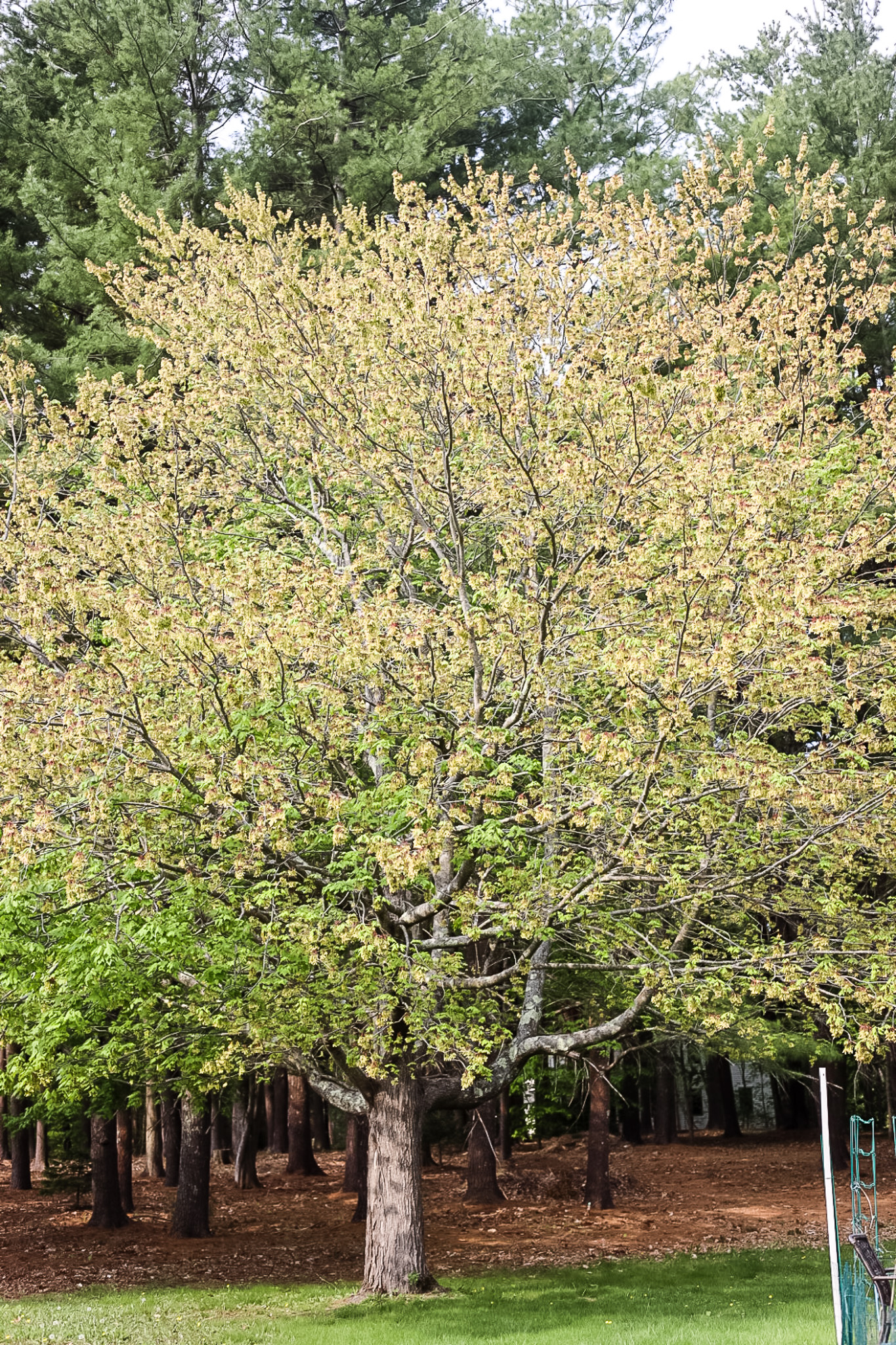 Cottage On Bunker Hill Weekly | Vol. 87 - Cottage On Bunker Hill