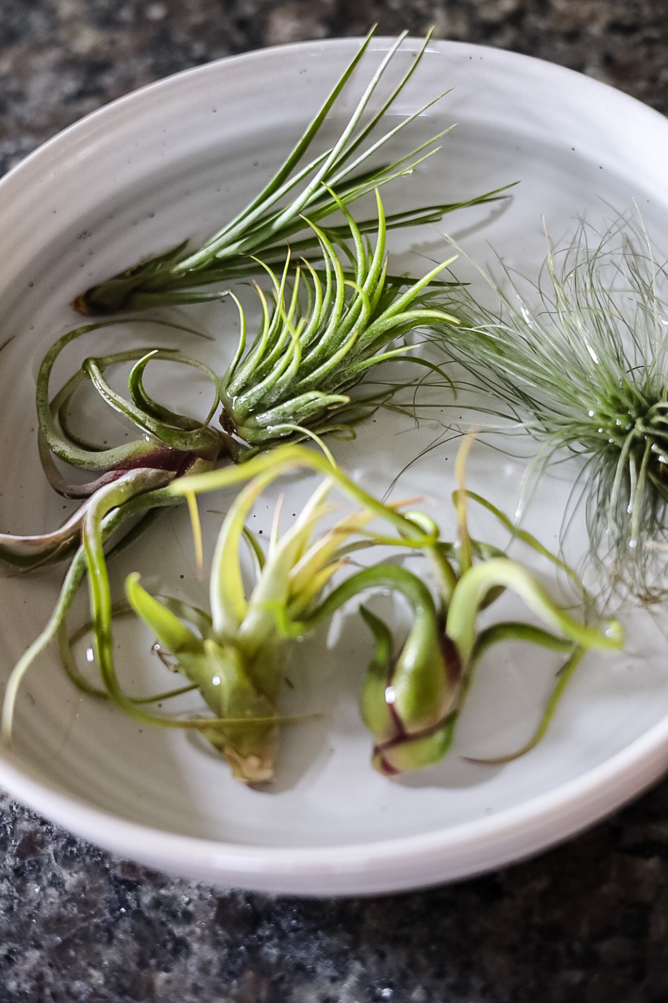DIY Air Plant Terrariums: A Step-By-Step Guide - Cottage On Bunker Hill