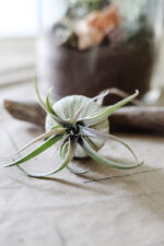 DIY Air Plant Terrariums: A Step-By-Step Guide - Cottage On Bunker Hill