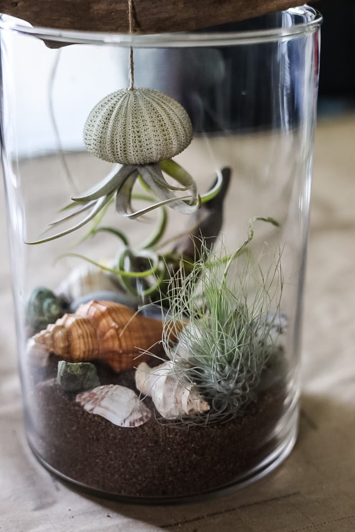 DIY Air Plant Terrariums: A Step-By-Step Guide - Cottage On Bunker Hill