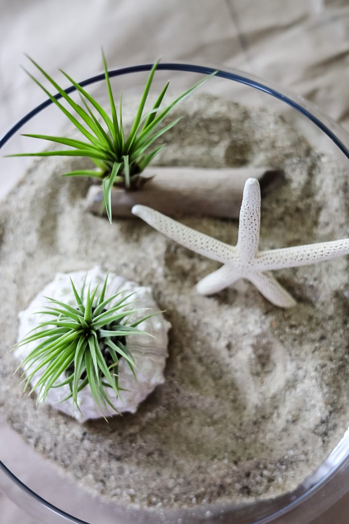 DIY Air Plant Terrariums: A Step-By-Step Guide - Cottage On Bunker Hill