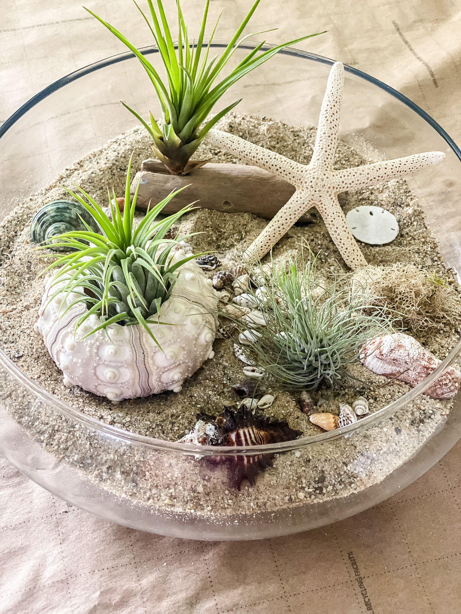 DIY Air Plant Terrariums: A Step-By-Step Guide - Cottage On Bunker Hill