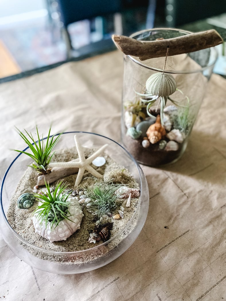 DIY Air Plant Terrariums: A Step-By-Step Guide - Cottage On Bunker Hill