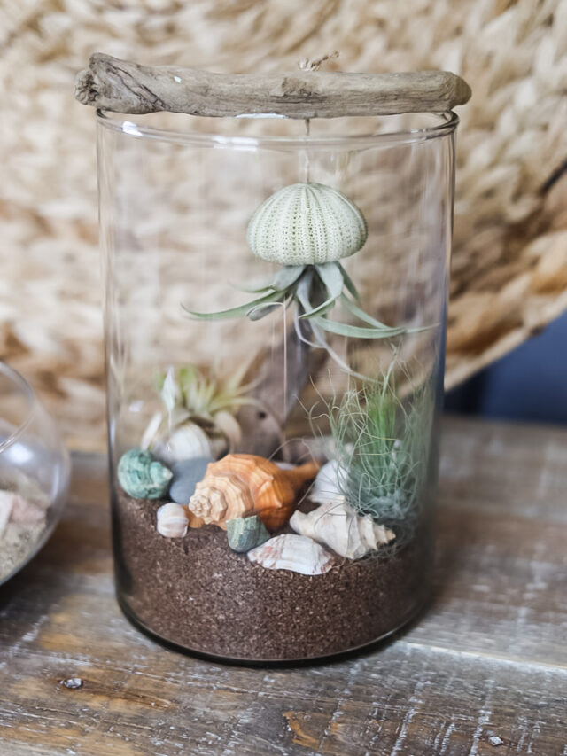 How to Create a Hanging Jellyfish Terrarium: A Step-by-Step Guide ...