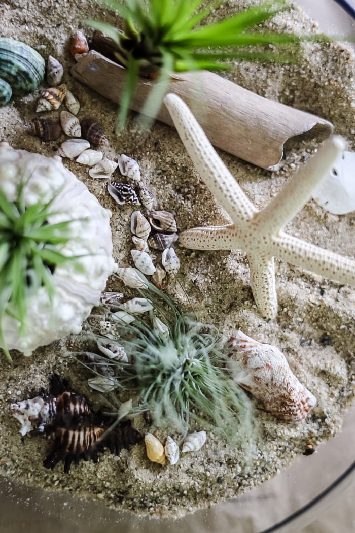 DIY Air Plant Terrariums: A Step-By-Step Guide - Cottage On Bunker Hill