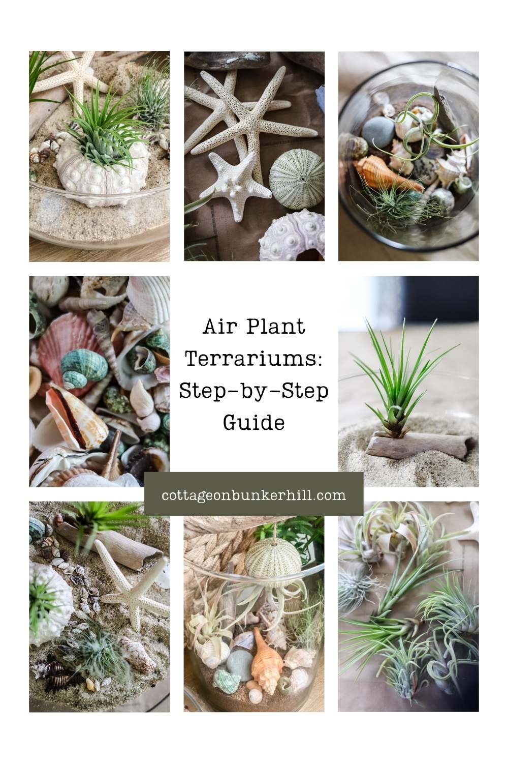 DIY Air Plant Terrariums: A Step-By-Step Guide - Cottage On Bunker Hill