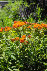 Exploring Marginal Way: A Scenic Coastal Walk in Ogunquit, Maine ...
