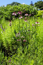 Exploring Marginal Way: A Scenic Coastal Walk in Ogunquit, Maine ...