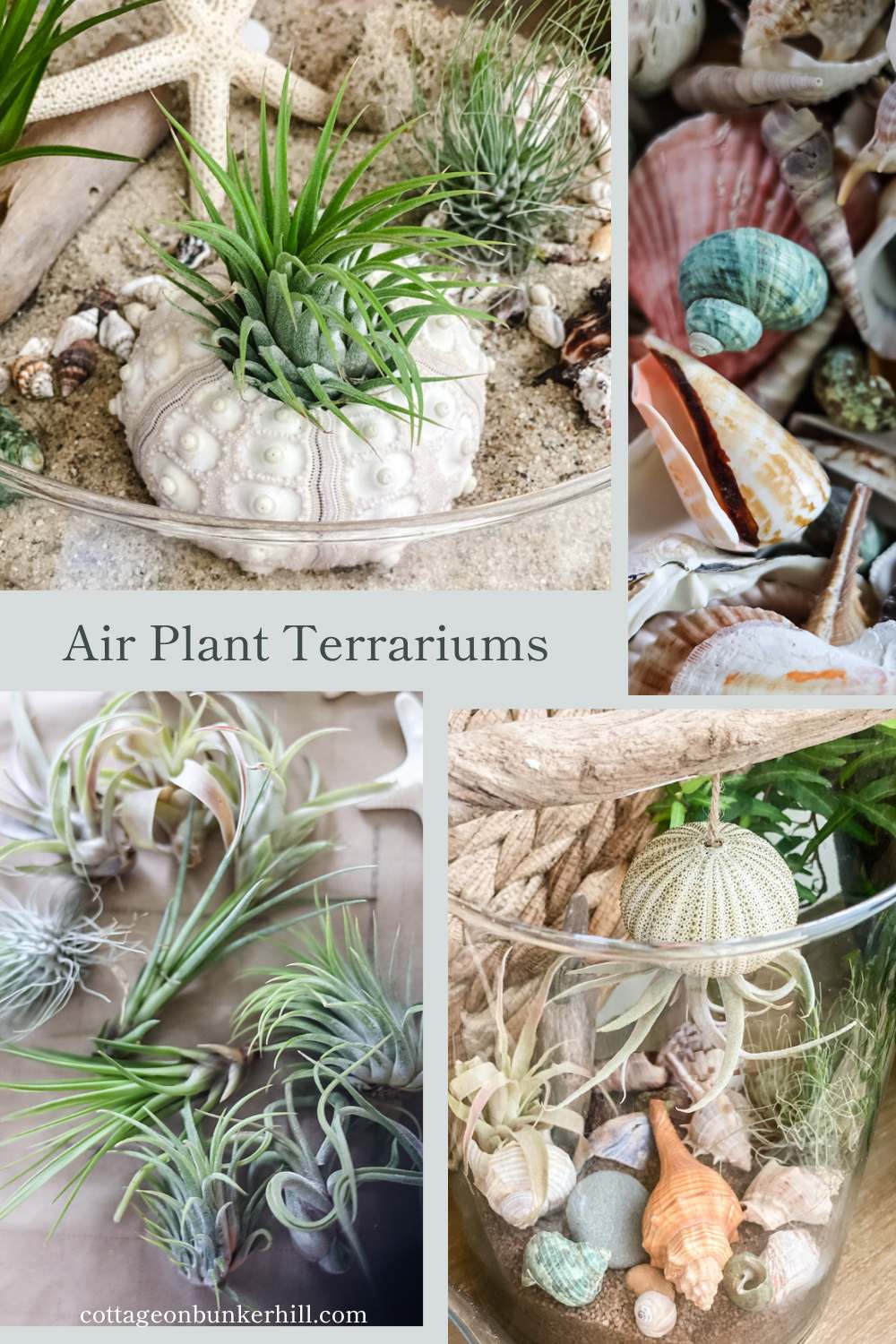 Diy Air Plant Container Ideas