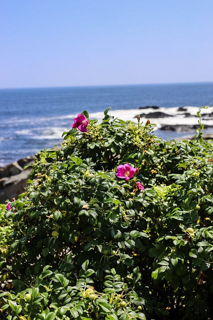 Exploring Marginal Way: A Scenic Coastal Walk in Ogunquit, Maine ...