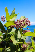 Exploring Marginal Way: A Scenic Coastal Walk in Ogunquit, Maine ...