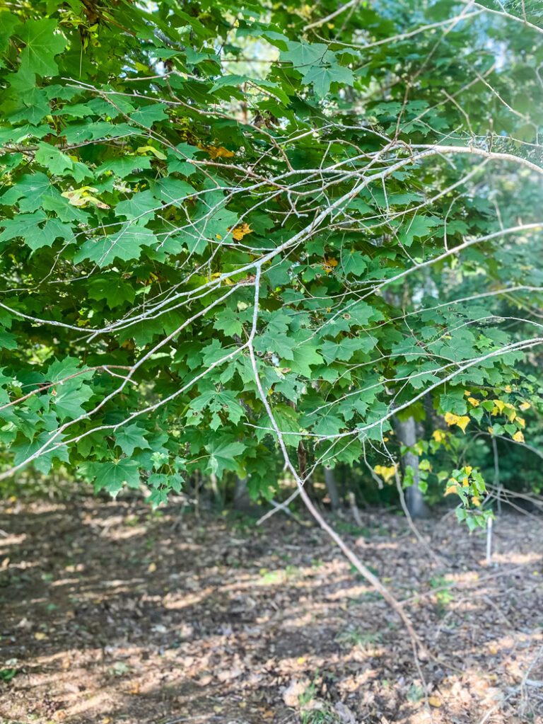 DIY Witch Broom: A Spooky Addition to Your Halloween Porch - Cottage On ...
