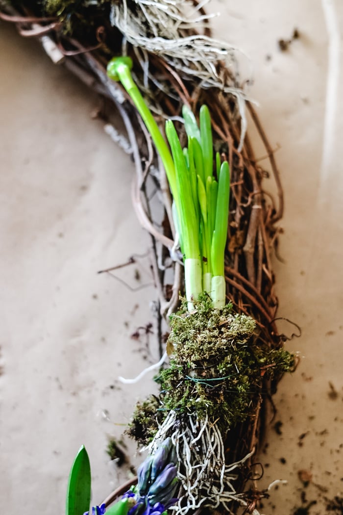 How to Make a Live Spring Wreath with Bulbs - Cottage On Bunker Hill