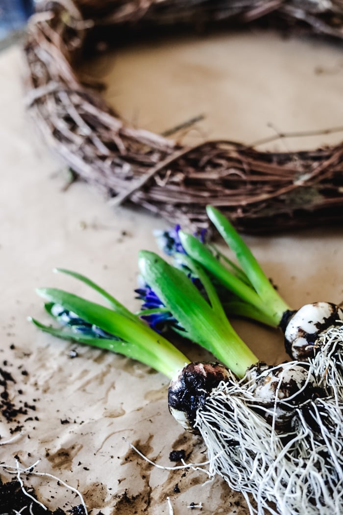 How to Make a Live Spring Wreath with Bulbs - Cottage On Bunker Hill