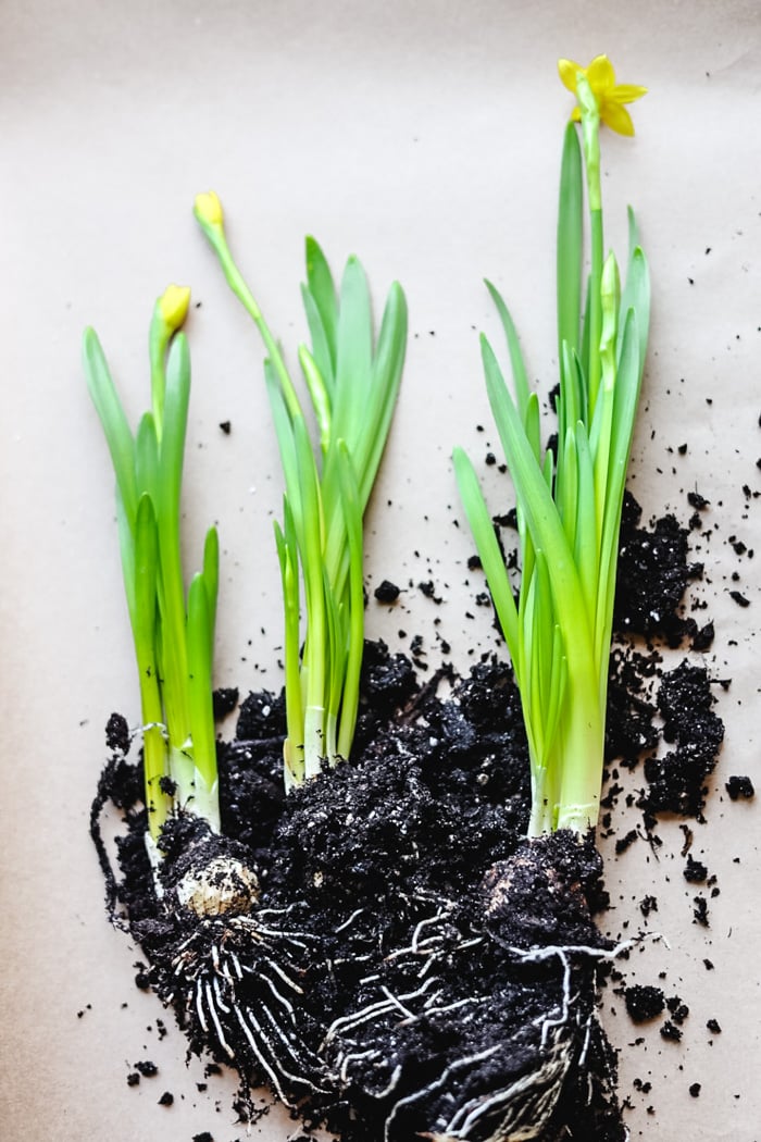 How to Make a Live Spring Wreath with Bulbs - Cottage On Bunker Hill