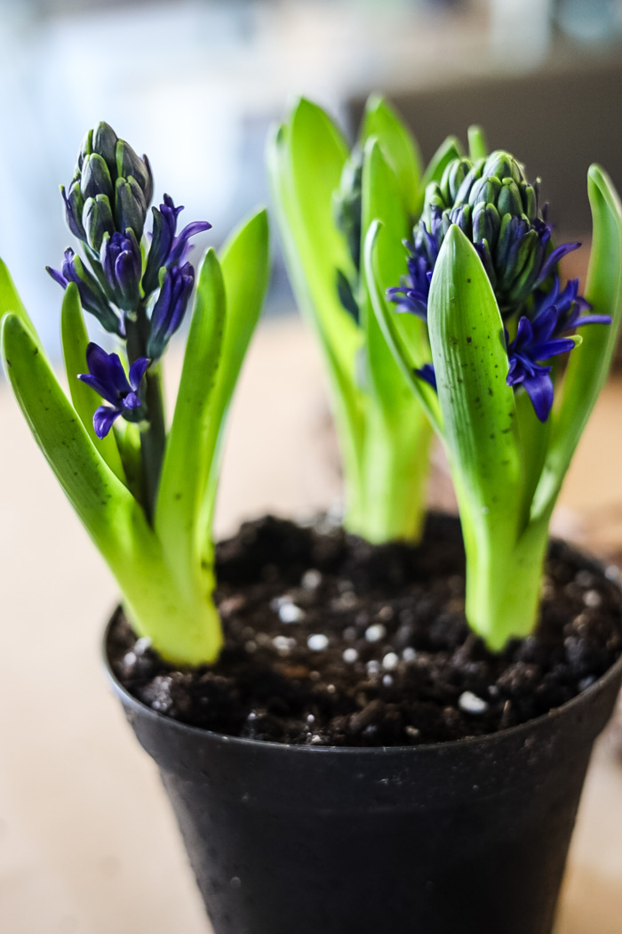How to Make a Live Spring Wreath with Bulbs - Cottage On Bunker Hill
