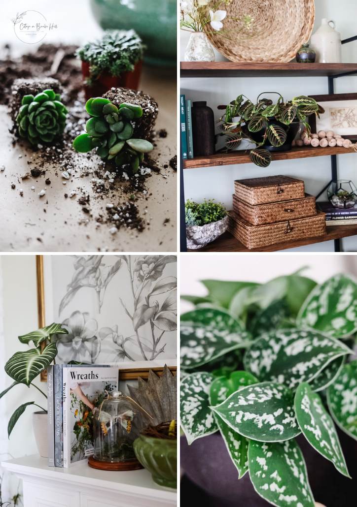 Green Up Your Home: Easy DIY Projects to Add a Touch of Greenery ...