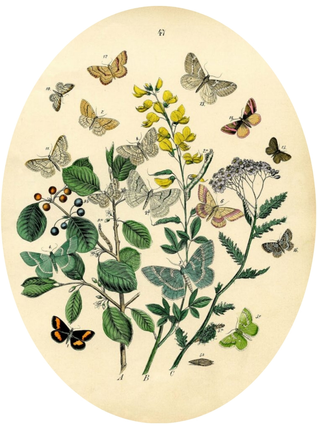 DIY Vintage Butterfly Botanical Wall Art: A Beautiful & Budget-Friendly ...