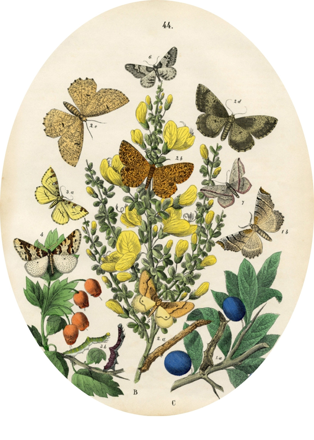 DIY Vintage Butterfly Botanical Wall Art: A Beautiful and Budget ...