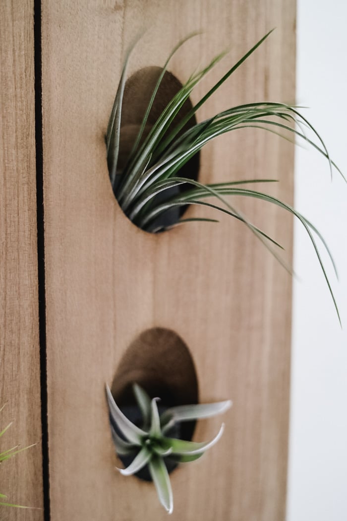 Green Up Your Home: Easy DIY Projects to Add a Touch of Greenery ...