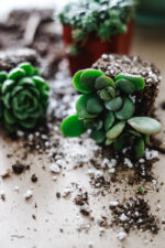 Succulent Planters Made Easy: A Beginner's Guide - Cottage On Bunker Hill