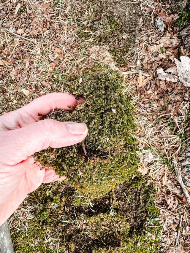 Moss Mania: DIY Projects for Every Home - Cottage On Bunker Hill