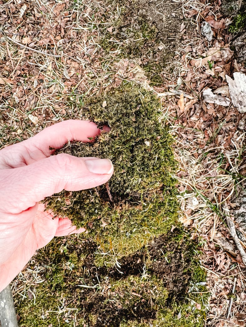 Moss Mania: DIY Projects for Every Home - Cottage On Bunker Hill