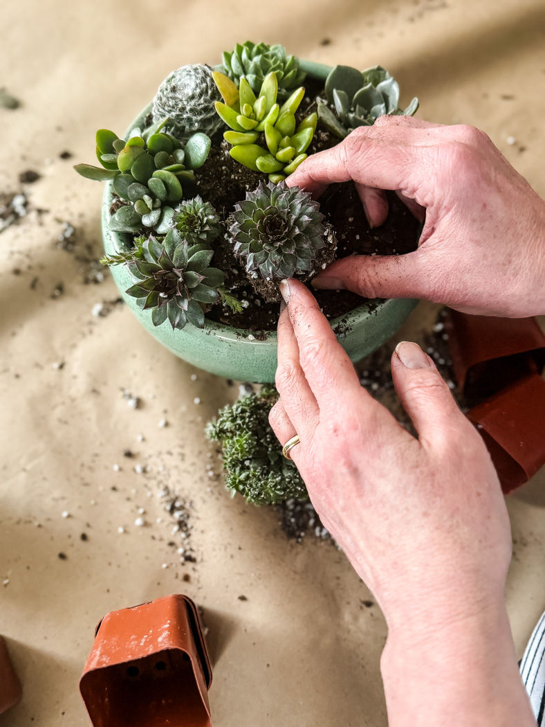 Succulent Planters Made Easy: A Beginner's Guide - Cottage On Bunker Hill