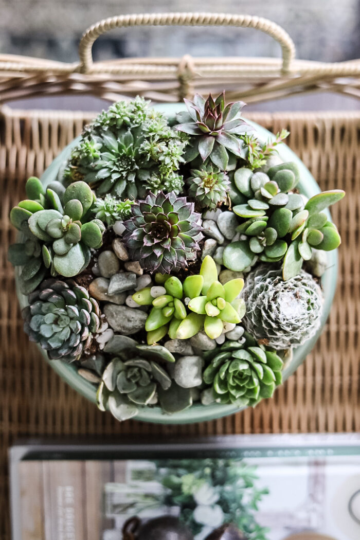 Succulent Planters Made Easy: A Beginner's Guide - Cottage On Bunker Hill