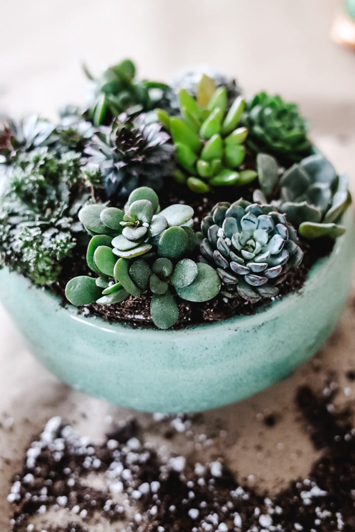 Succulent Planters Made Easy: A Beginner's Guide - Cottage On Bunker Hill