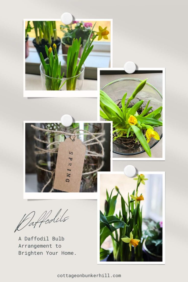 Bring Spring Indoors with a Daffodil Bulb Arrangement - Cottage On ...